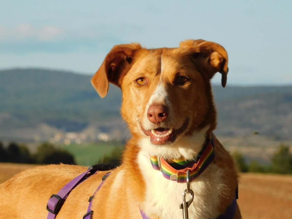 Perros en adopción – Cuencanimal